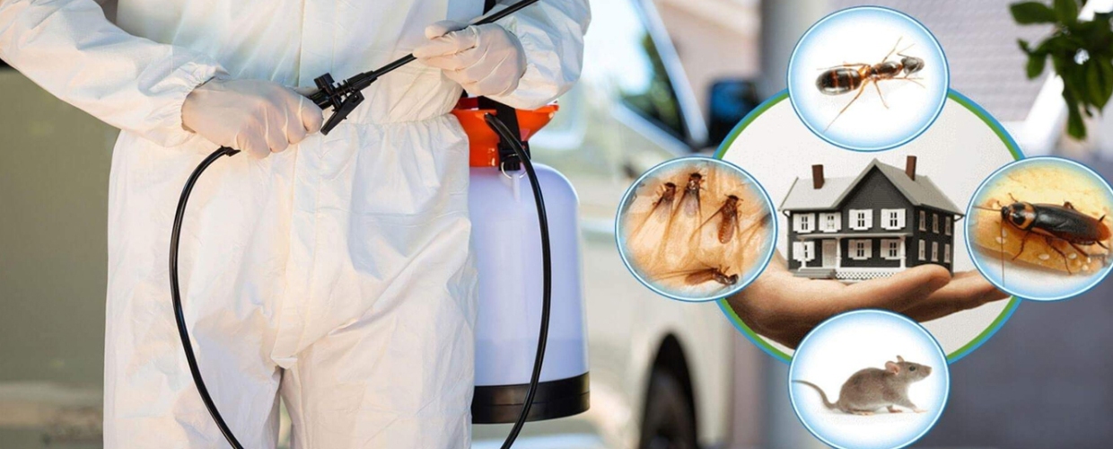 Pest Busters – Pest Control Experts